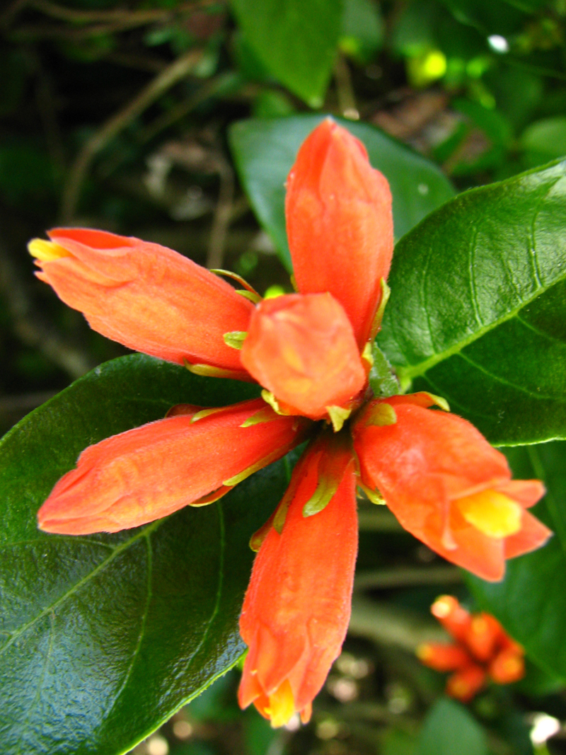 Burchellia bubalina - Subtropical Garden