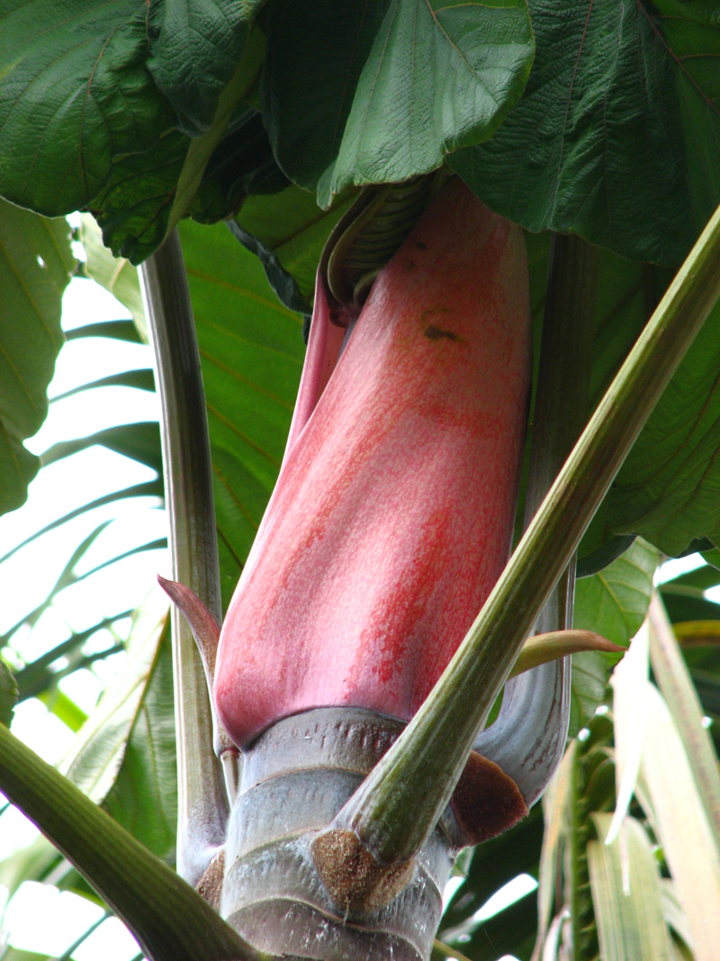 Cecropia palmata - Subtropical Garden